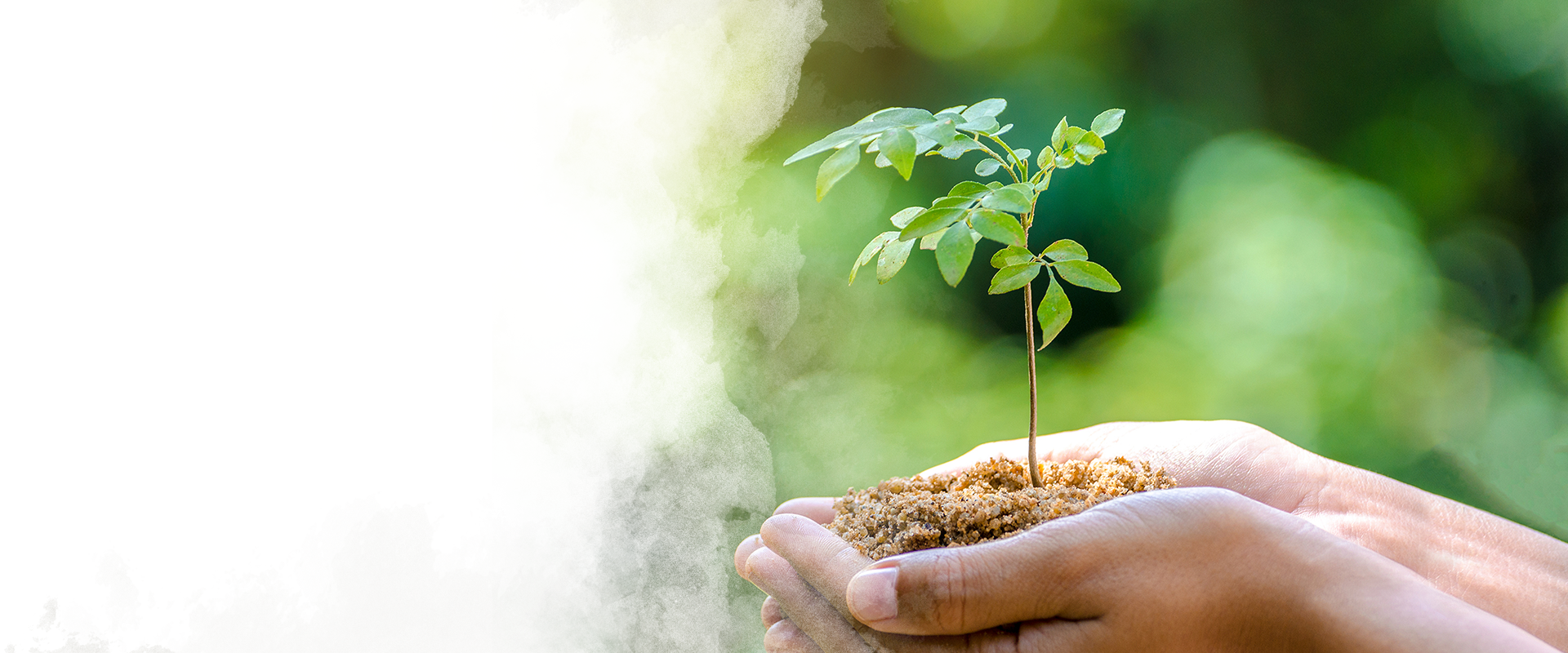 Nile consulting – شركة النيل للأستشارات الزراعية